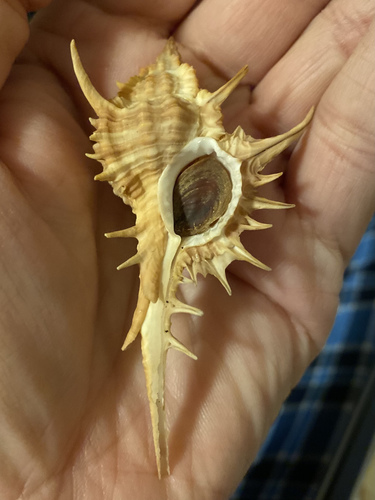Ostranka antilská (Siratus articulatus)
