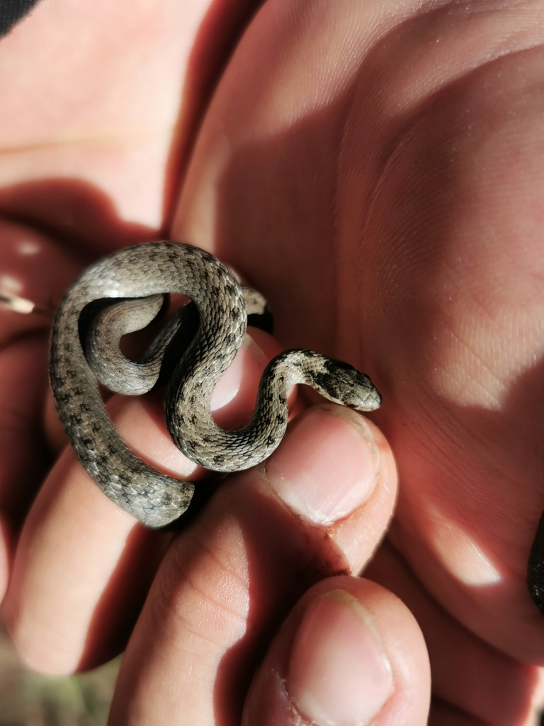 Mexican Brown Snake from Zapopan, Jal., México on December 15, 2020 at ...