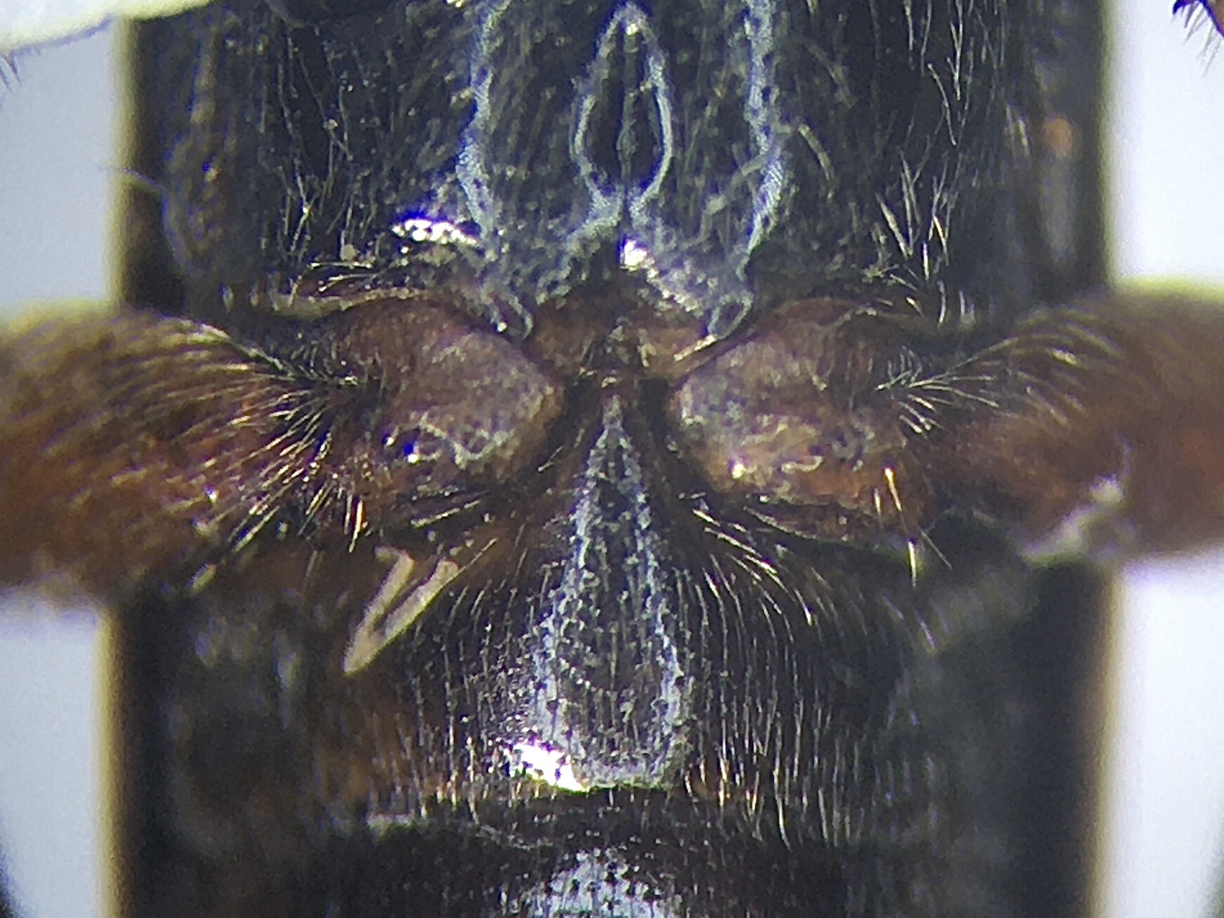 Tetropium cinnamopterum Kirby, 1837