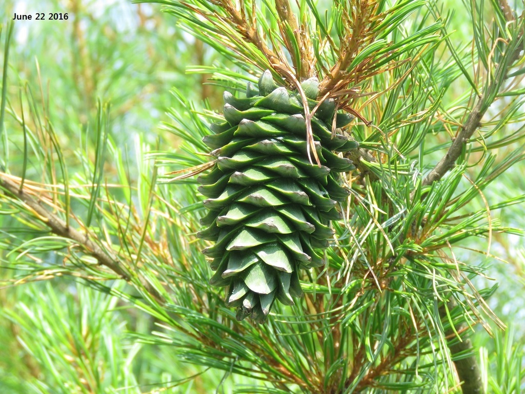 Korean pine (Pinus koraiensis) - Botanical Realm