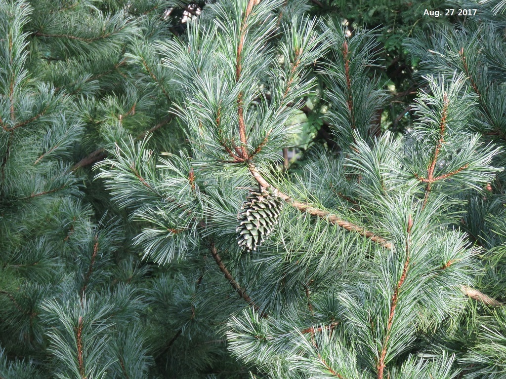 Korean pine (Pinus koraiensis) - Botanical Realm