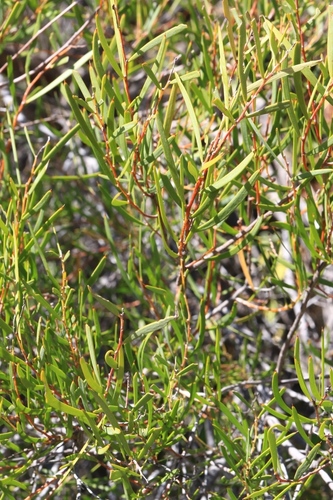 Dwarf Myall (Acacia lineolata) · iNaturalist
