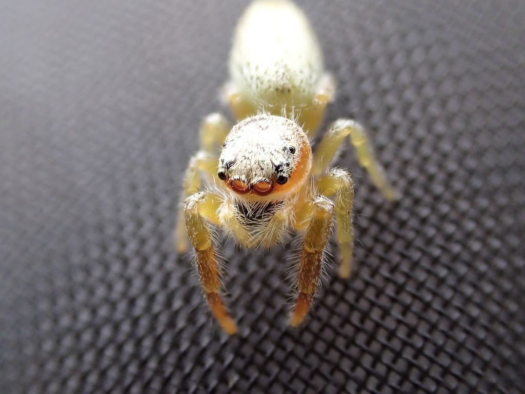 Garden Jumping Spiders from 30km E by N of Swan Reach, S. AUST on ...