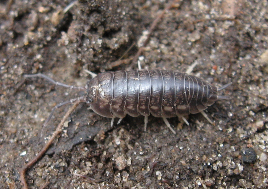 Curly Woodlouse (Isopods of Germany (Asseln Deutschlands) ) · iNaturalist