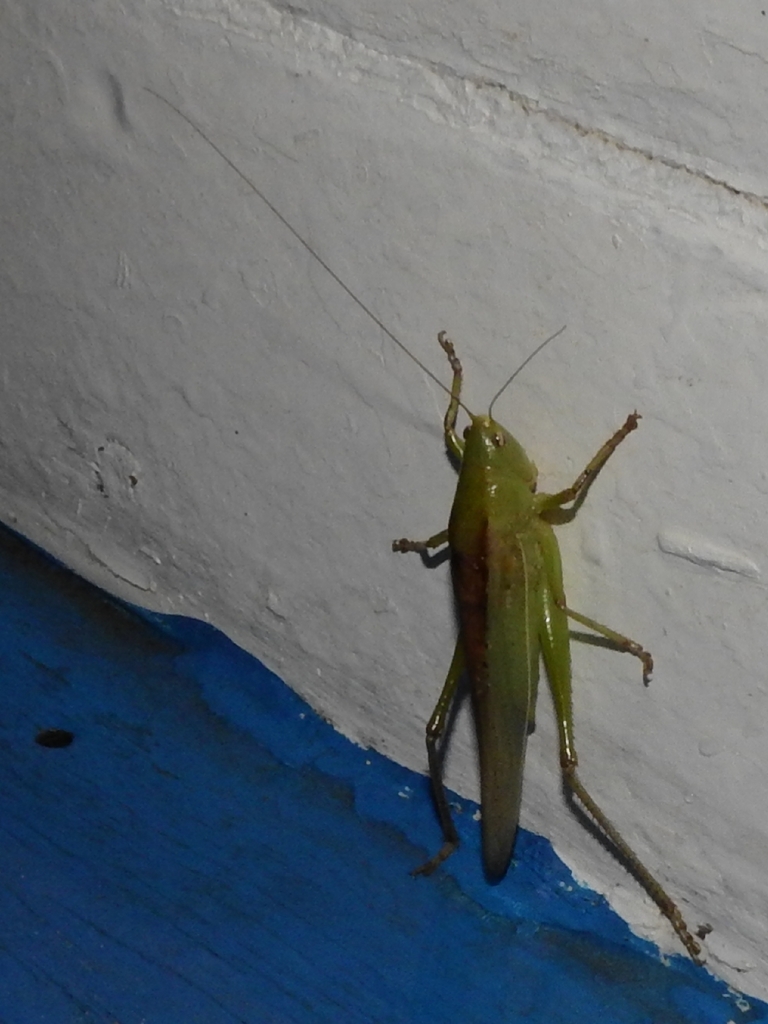 Bucrates lanista from Santarém - PA, Brasil on December 15, 2020 at 11: ...