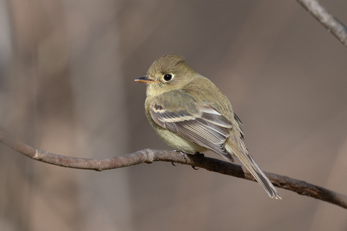 Western Flycatcher (Complex Empidonax difficilis) · iNaturalist