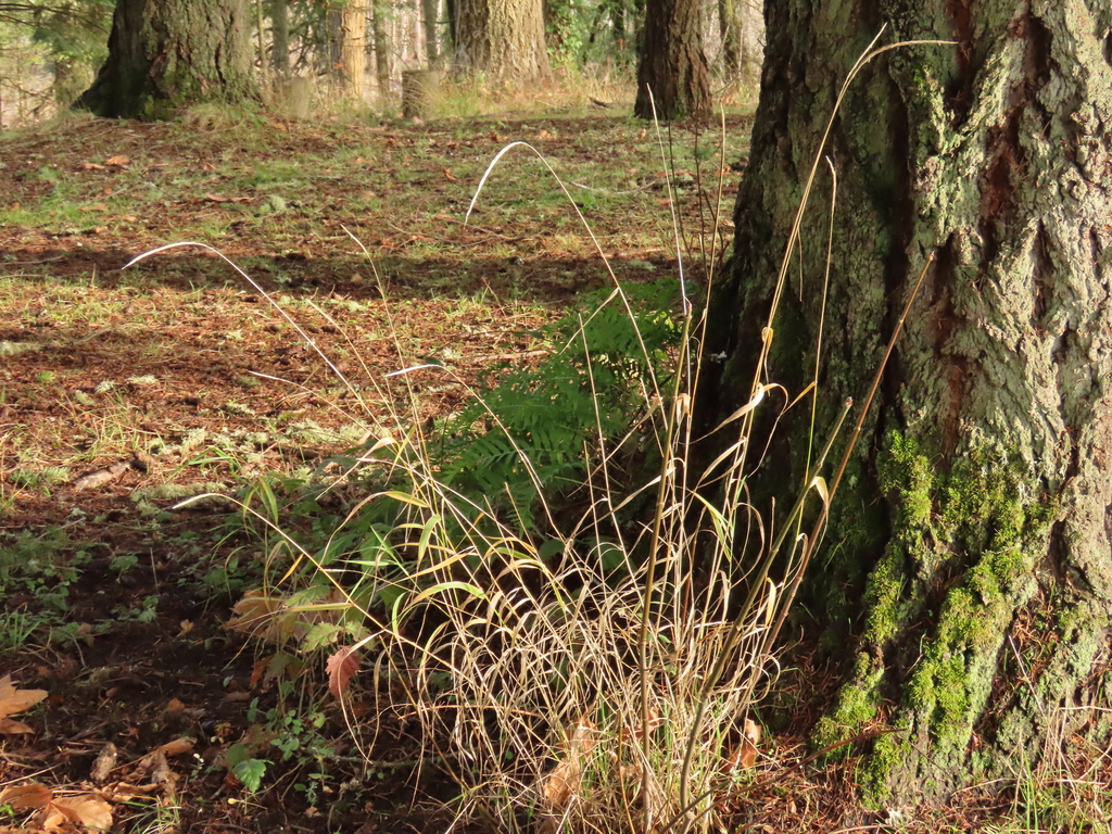 blue wild rye from Linn County, OR, USA on December 15, 2020 at 03:23 ...