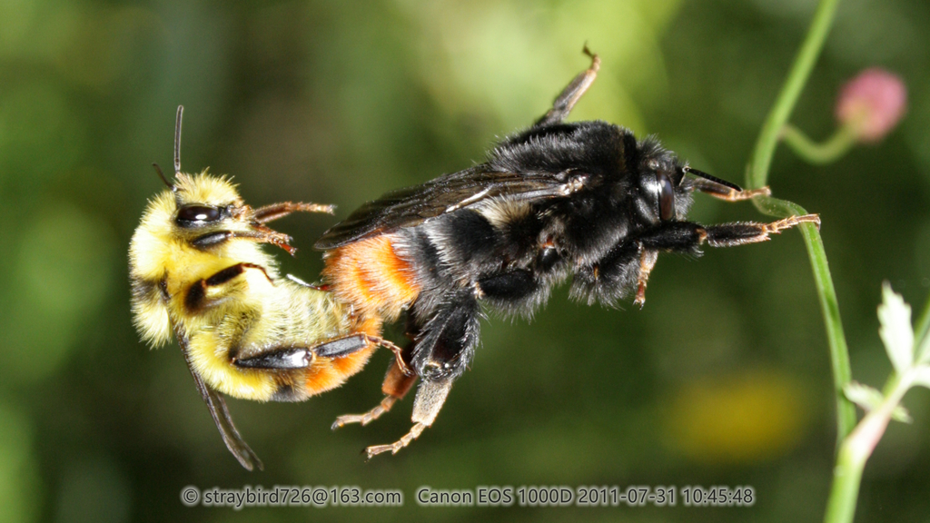 Fiery-tailed Bumble Bee from 中国北京市门头沟区 on July 31, 2011 at 10:45 AM by ...