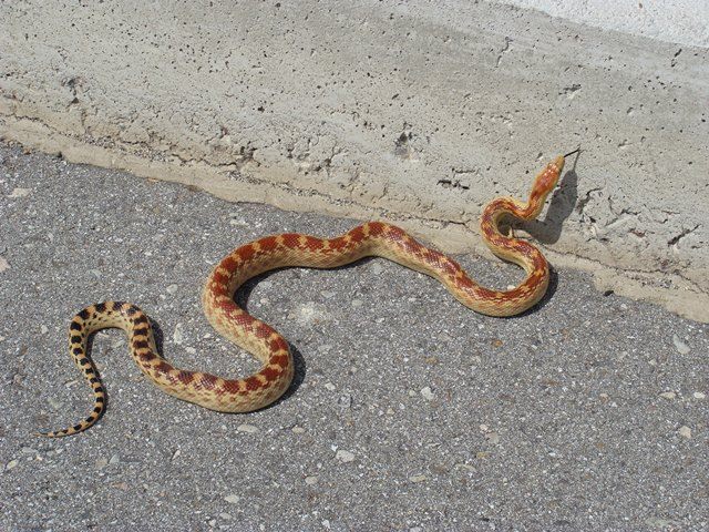 Cape Gopher Snake (Pituophis vertebralis) - Snakes and Lizards