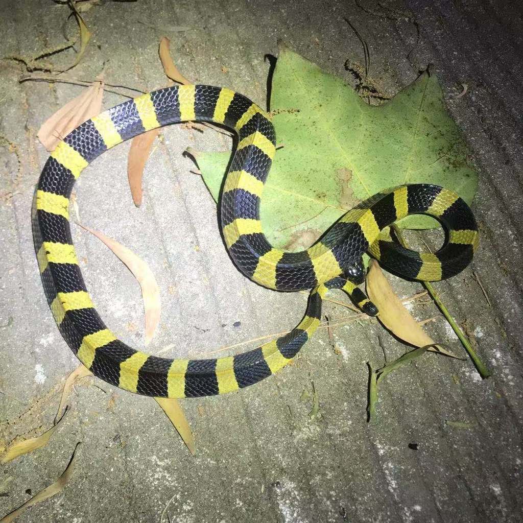 Banded Krait in November 2020 by ong-siau-kun · iNaturalist