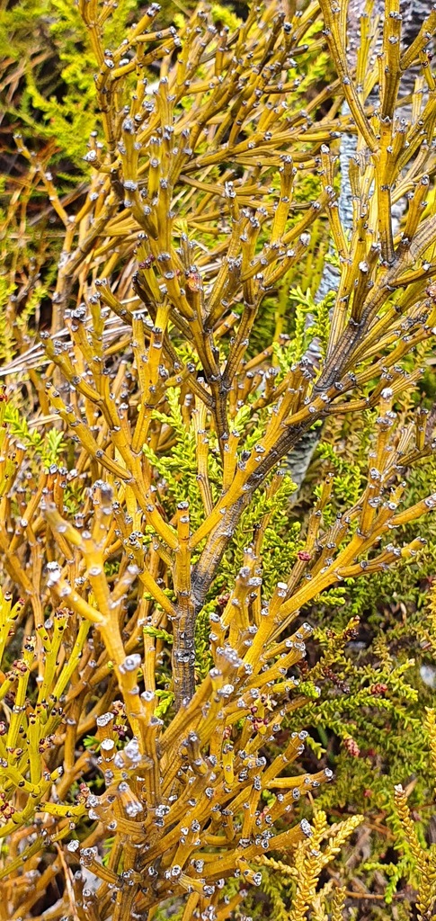 Exocarpos bidwillii from Grey District, West Coast, New Zealand on ...