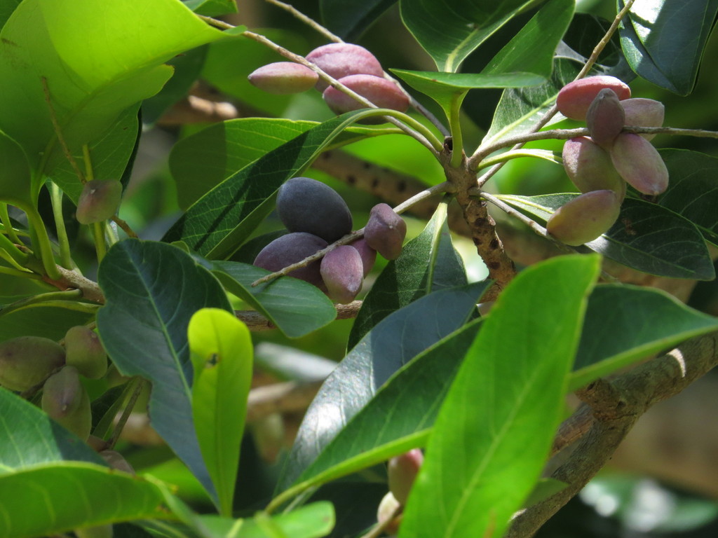 (Terminalia microcarpa) - Botanical Realm