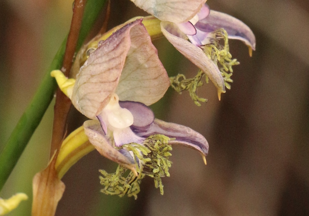 Blue Bonnet Disa in April 2015 by Sandra Falanga. Red listed as ...