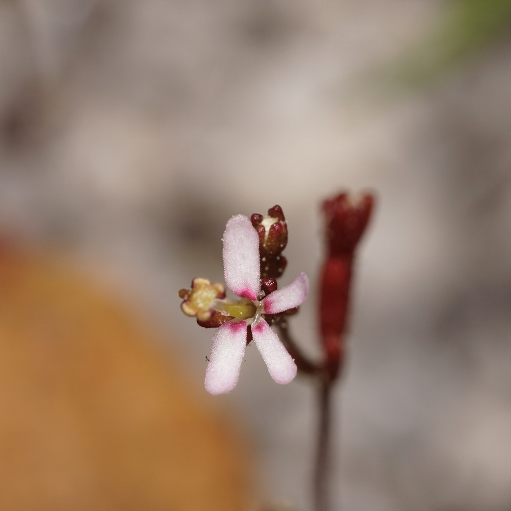 Stylidium pygmaeum (Walpole Wilderness Peat Flora ) · iNaturalist