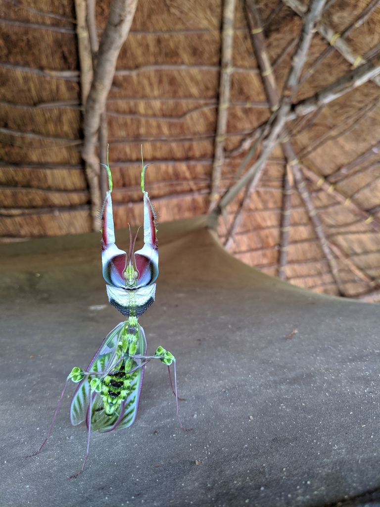 Giant Devil's Flower Mantis from Iringa Rural, Tanzania on December 16 ...