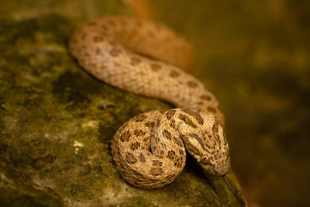 Spotted Rock Snake from Greyton, 7233, South Africa on December 16 ...