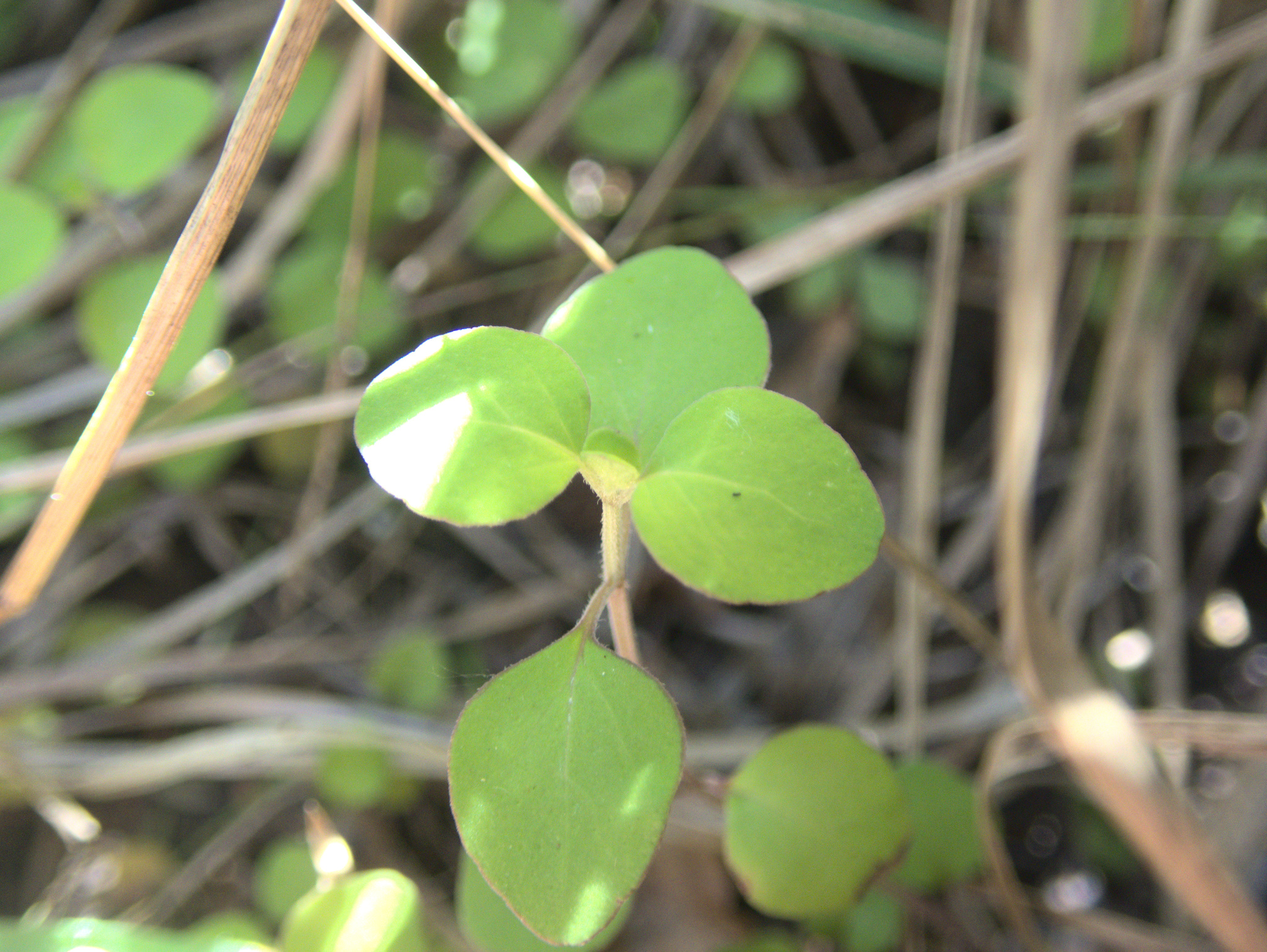 Mentha cunninghamii (Benth.) Benth.