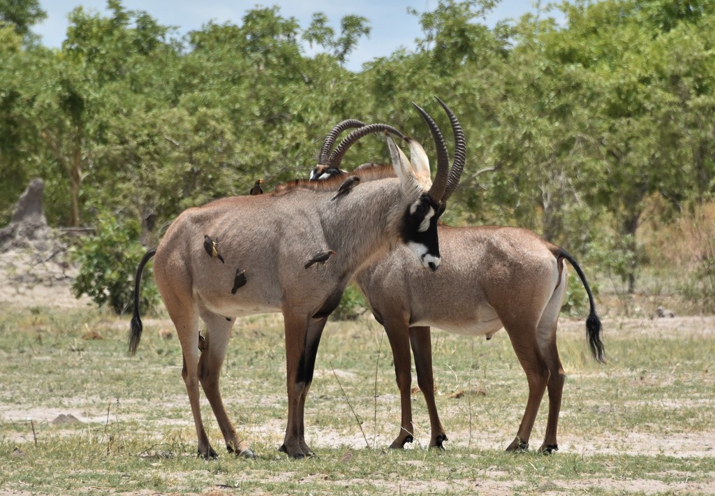 Southern Roan Antelope from Chobe, Botswana on November 27, 2018 by ...