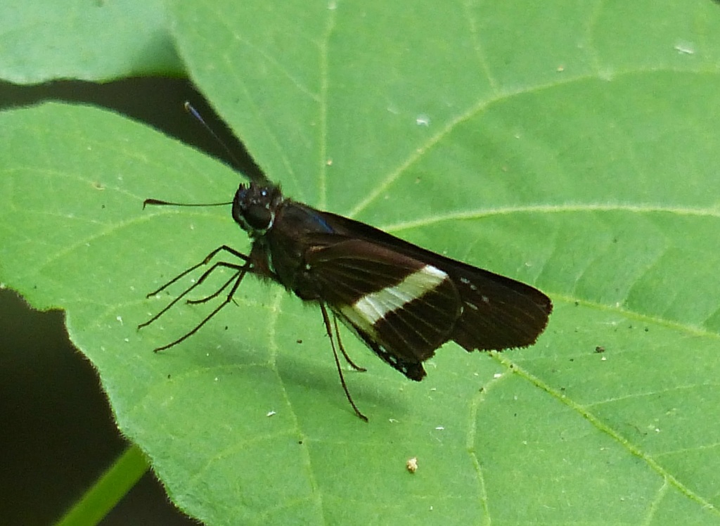 Zenis jebus jebus (Panamã Guaçu I) · iNaturalist