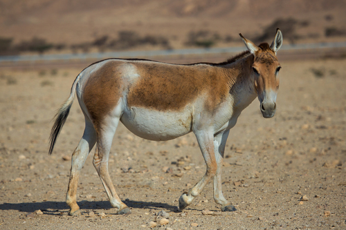 Asian Wild Ass (Megafauna Parks (W Palearctic)) · iNaturalist
