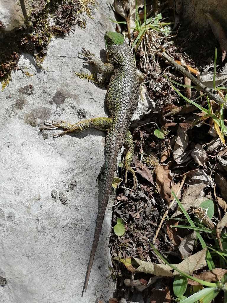 Mexican Emerald Spiny Lizard from Nogales, Ver., México on December 11 ...