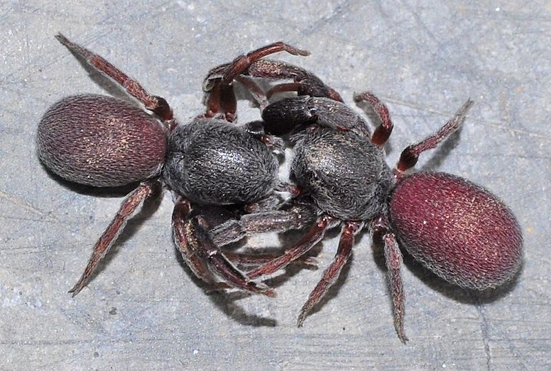 Common Palp-footed Spider from Almería, España on November 23, 2014 at ...