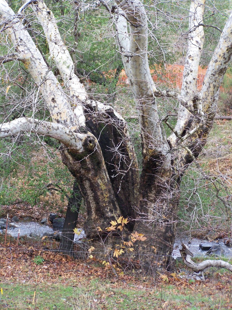western sycamore (Platanus racemosa) - Botanical Realm