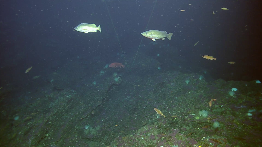 Bocaccio (NorthEast Pacific Deep Exploration Project (a MLNEP guide ...
