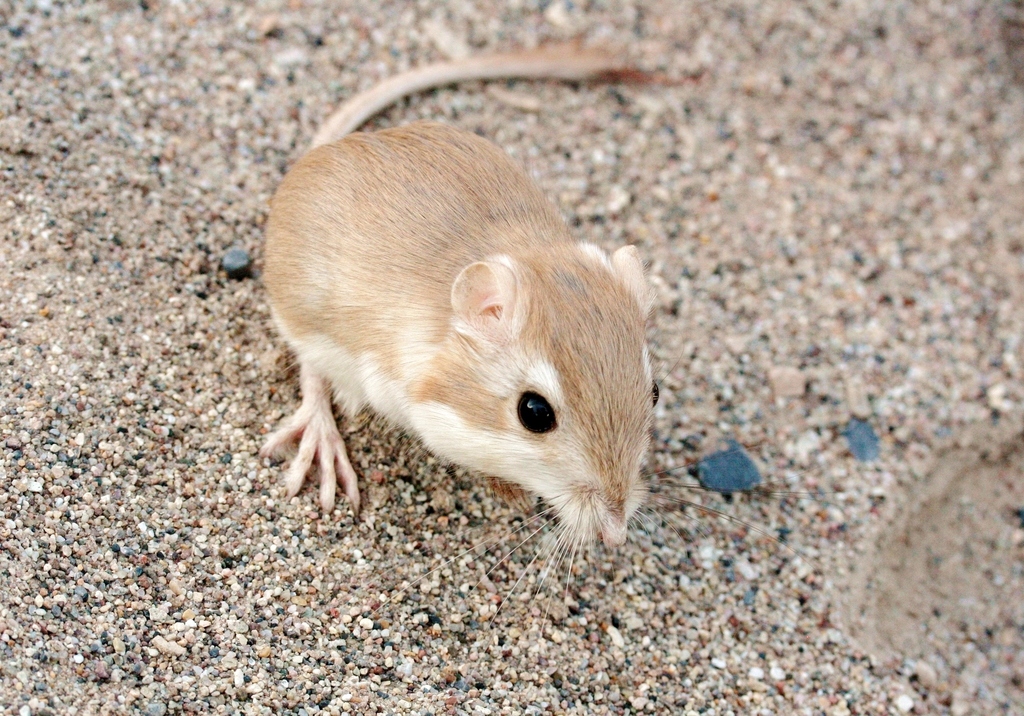 Desert Kangaroo Rat from Salt Creek, Death Valley National Park, CA on ...