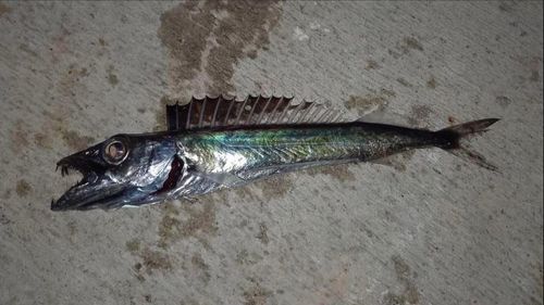 Género Promethichthys · iNaturalist Mexico