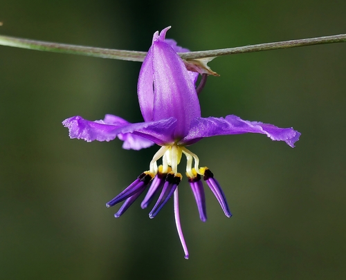 Nodding Chocolate Lily (Arthropodium fimbriatum) · iNaturalist