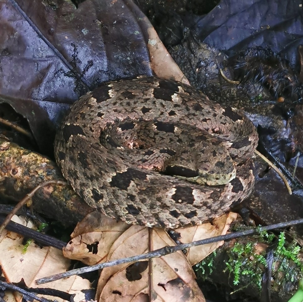 (Bothrops monsignifer) - Snakes and Lizards