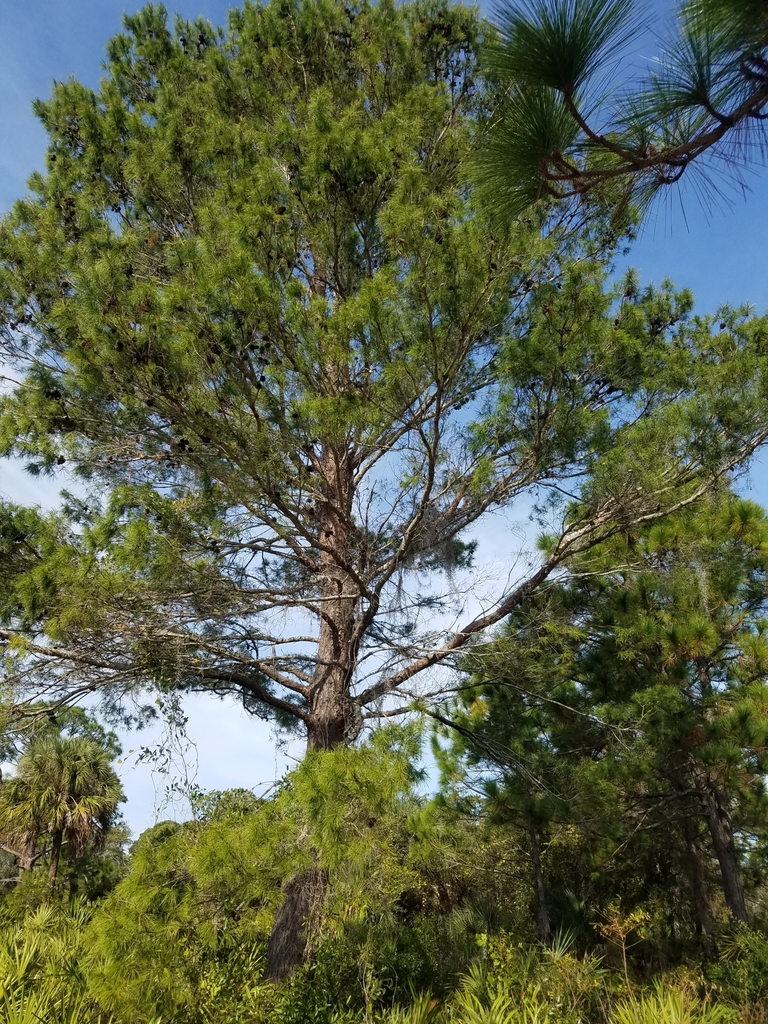 sand pine from Lakewood Estates, St. Petersburg, FL, USA on December 13 ...