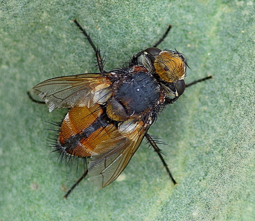 Gonia capitata · iNaturalist