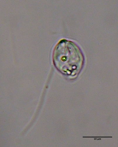 Ploeotia obliqua · iNaturalist