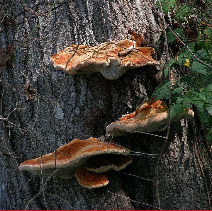 Inonotus quercustris (A guide to the fungi of Austin and Travis County ...
