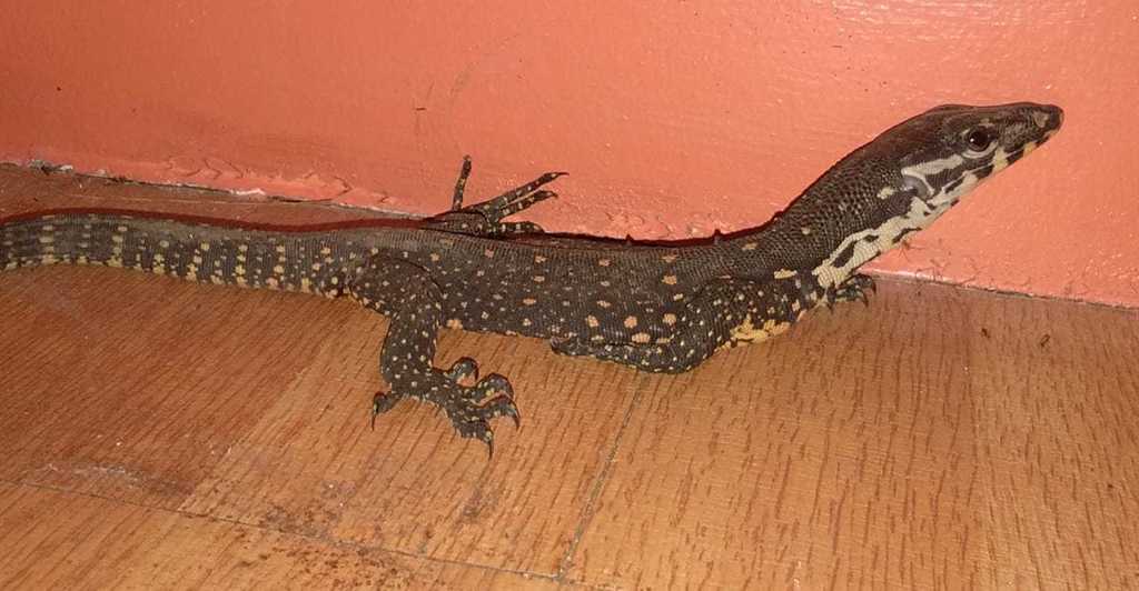 Large-scaled Water Monitor in May 2019 by Abner Bucol · iNaturalist