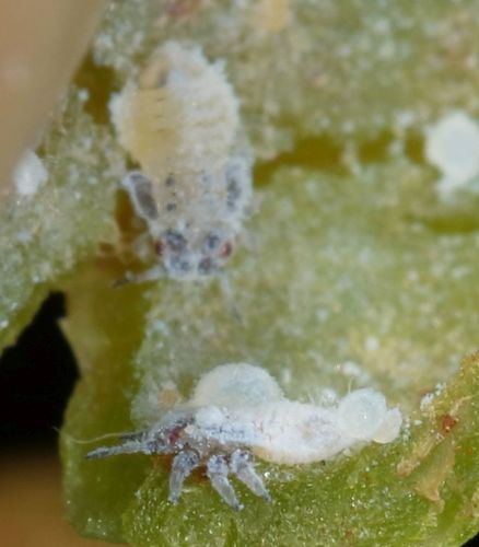 Genus Delottococcus · iNaturalist