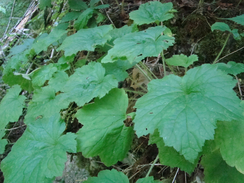 Maple leaved alumroot (Wildflowers of Floracliff Nature Sanctuary ...