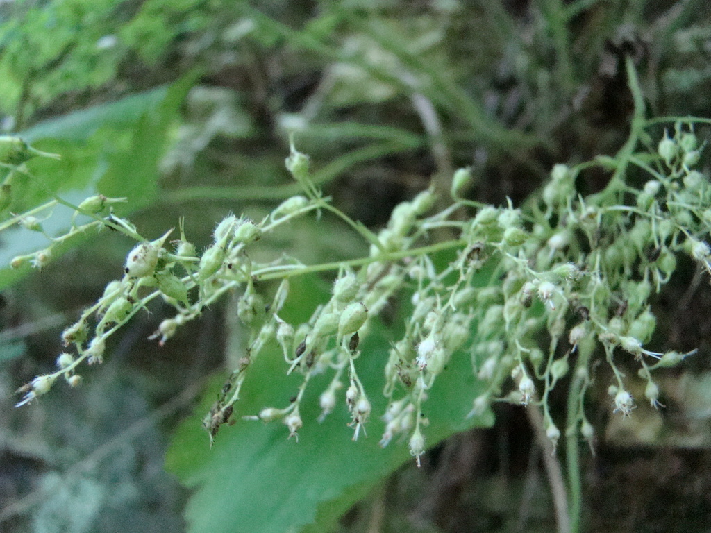 Maple leaved alumroot (Wildflowers of Floracliff Nature Sanctuary ...