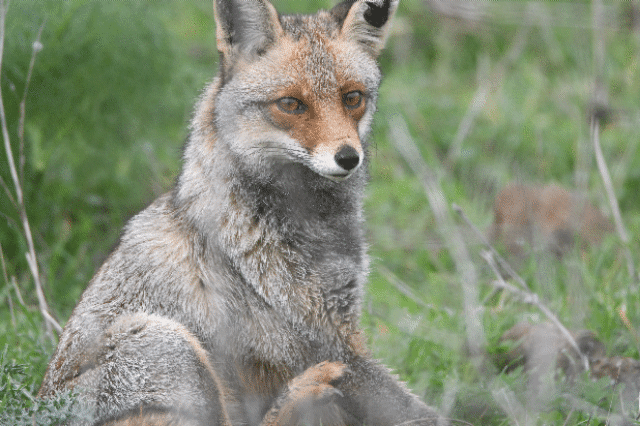 Palestinian Red Fox from Golan, IL on December 17, 2020 at 07:30 AM by ...