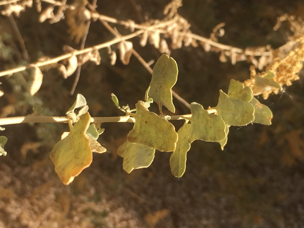Quailbush (Plants of Rosewood Nature Study Area) · iNaturalist
