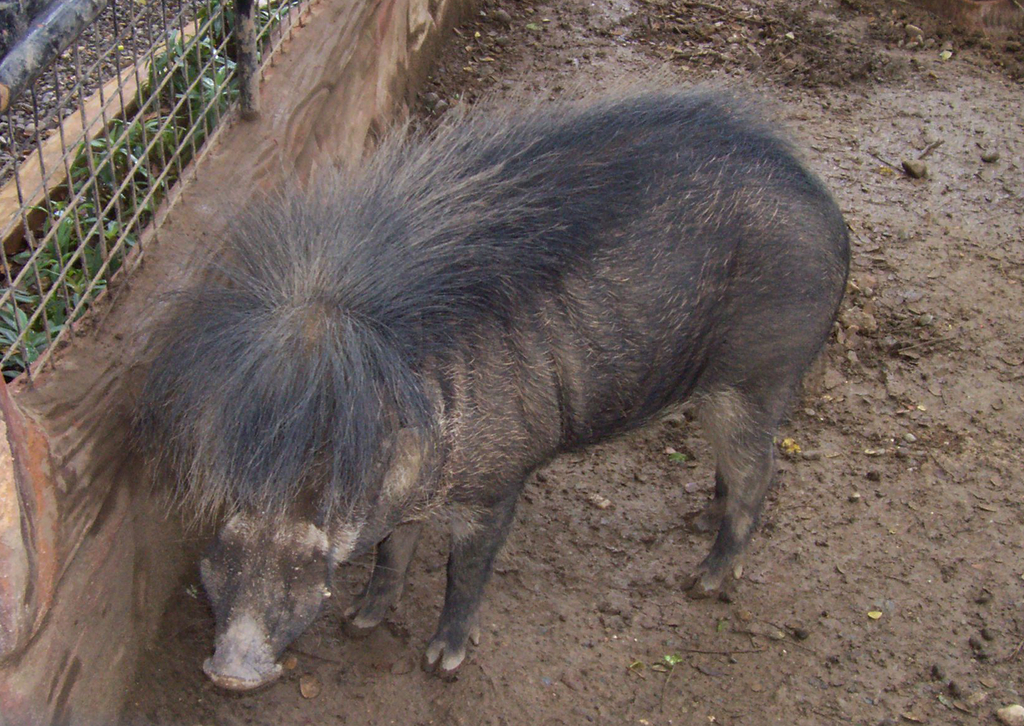 Philippine Warty Pig (Sus philippensis) - Know Your Mammals