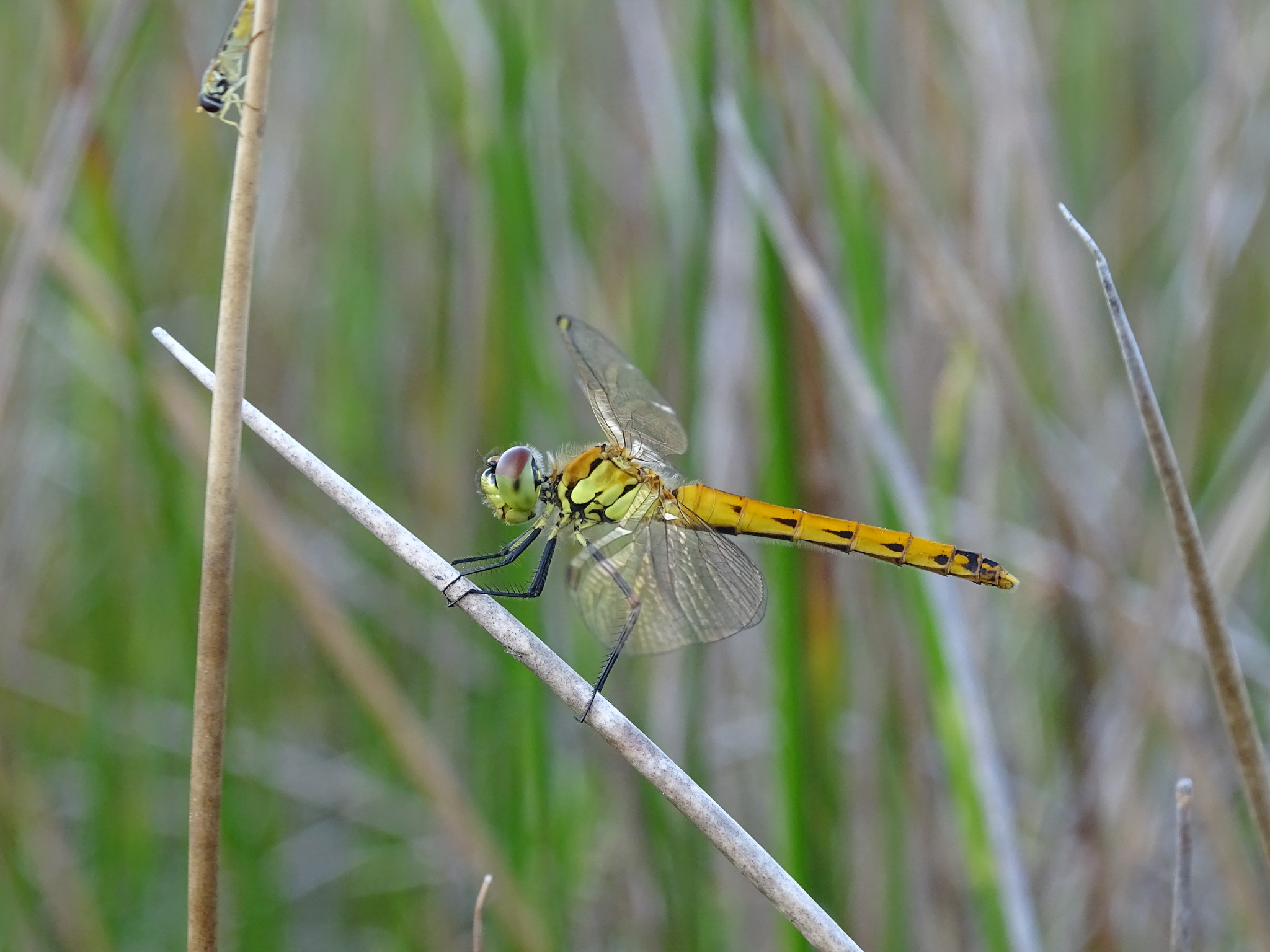 Spotted Darter Dragonfly