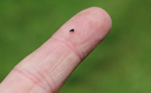 Azolla Weevil from Liverpool, UK on July 15, 2016 at 05:48 PM by ...
