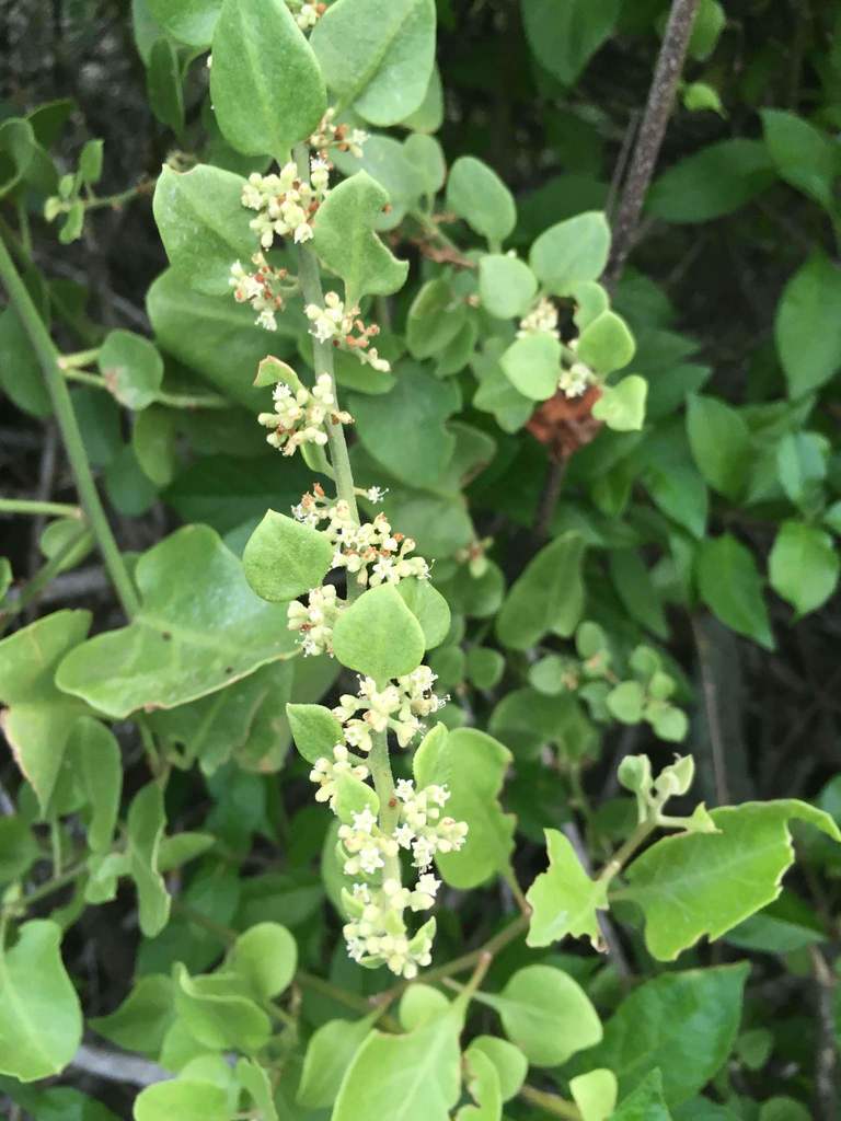 salt bush (Cryptocarpus pyriformis) - Botanical Realm