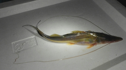 Sturgeon Catfish (Platystomatichthys sturio) · iNaturalist United Kingdom