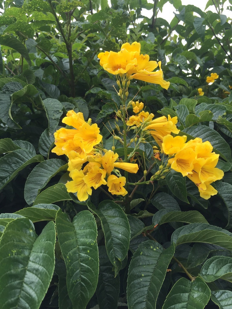 yellow trumpet flower from Calle 137, Bogotá, DC, CO on October 27 ...