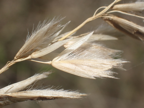 Large Pipe Grass (Variety Ehrharta villosa maxima) · iNaturalist