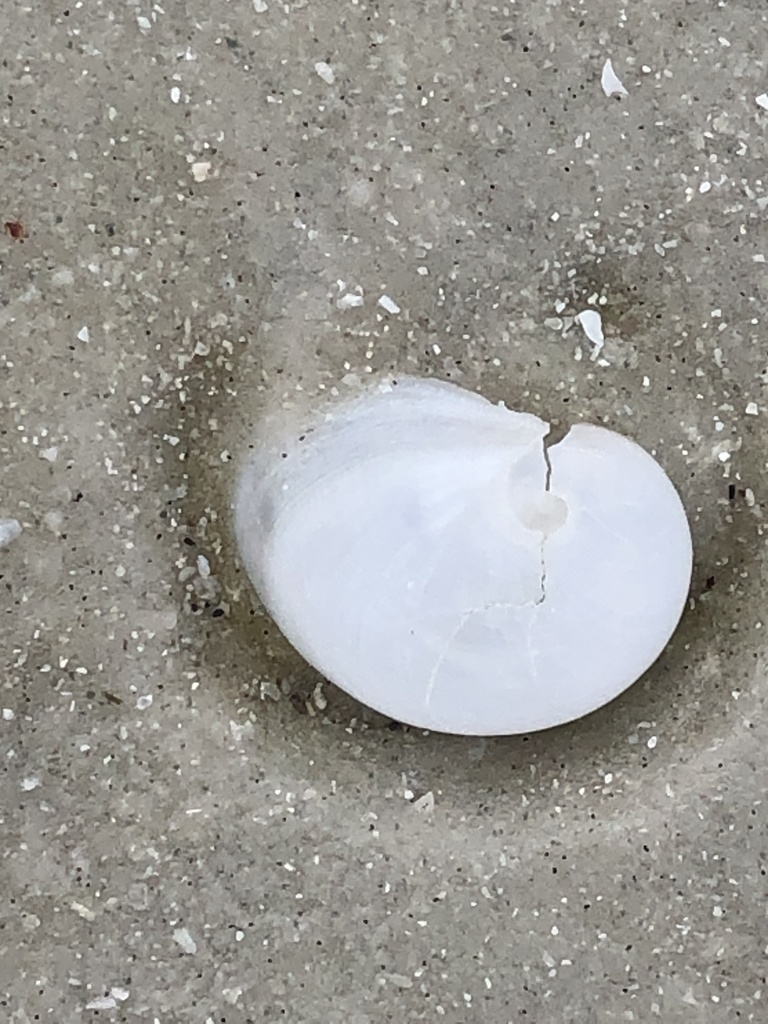 White Baby Ear from North Atlantic Ocean, Fort Myers Beach, FL, US on ...